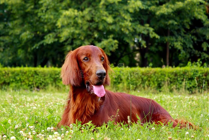 Four irish setter puppies stock photo. Image of animal - 1146204