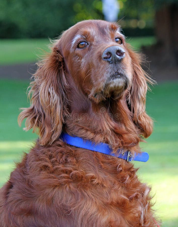 Irish Setter stock photo. Image of countryside, breeds - 11108194