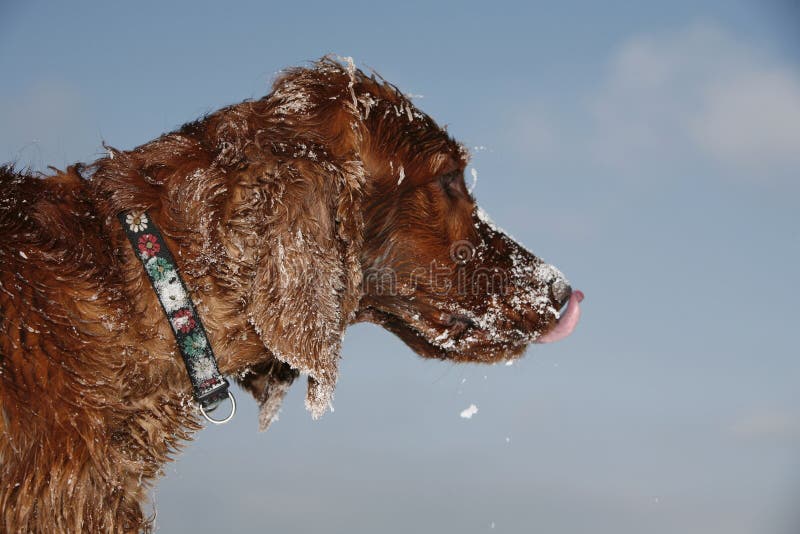 Irish setter stock image. Image of setter, season, outside - 13271477