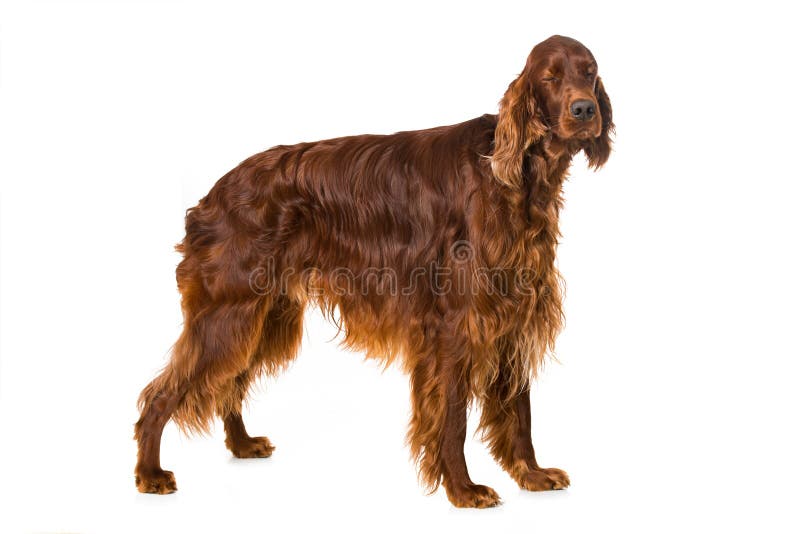 Irish Setter Standing on White Background Stock Image - Image of ...