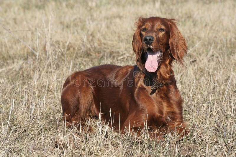 Irish setter dog stock image. Image of irish, face, comapnion - 6371491