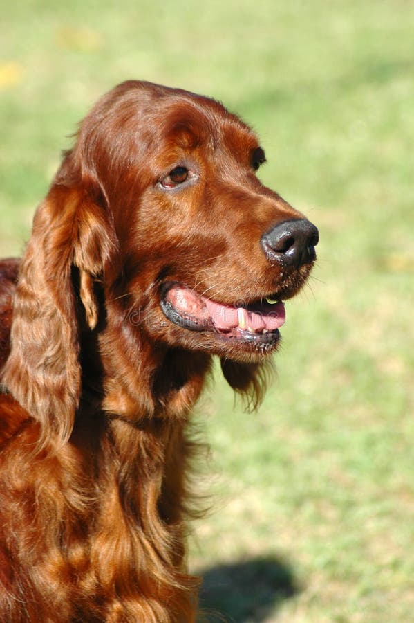 Irish Setter stock image. Image of gorgeous, irish, look - 2221381