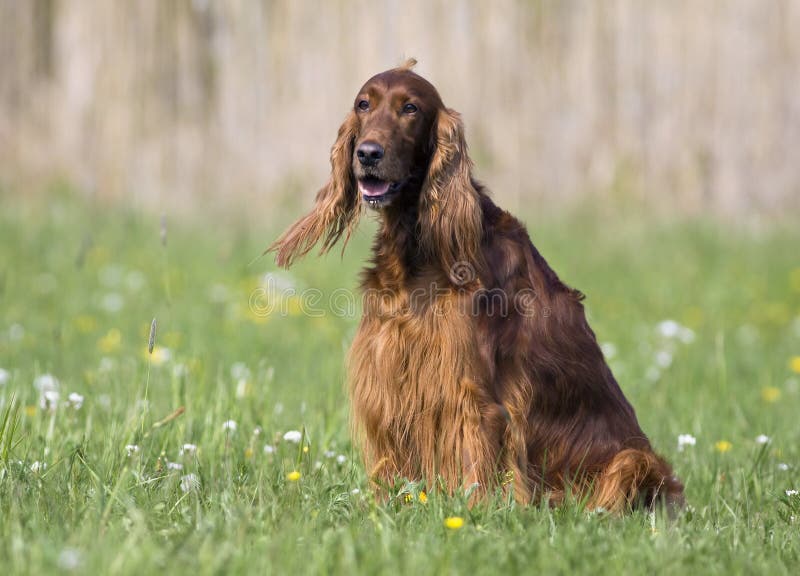 Irish Setter stock image. Image of nose, field, color - 27068841