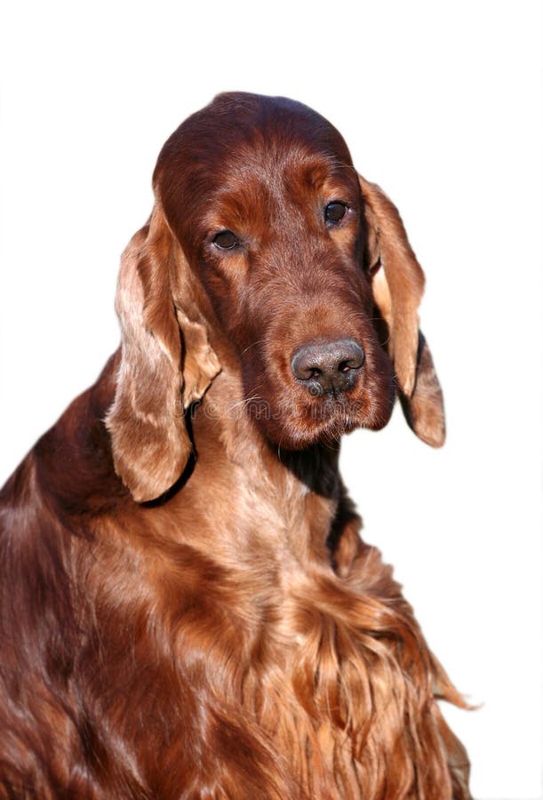 Royalty Free Stock Photos and Images