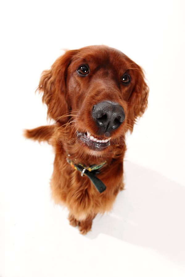 Irish Setter stock photo. Image of facing, doggy, pedigreed - 27707040