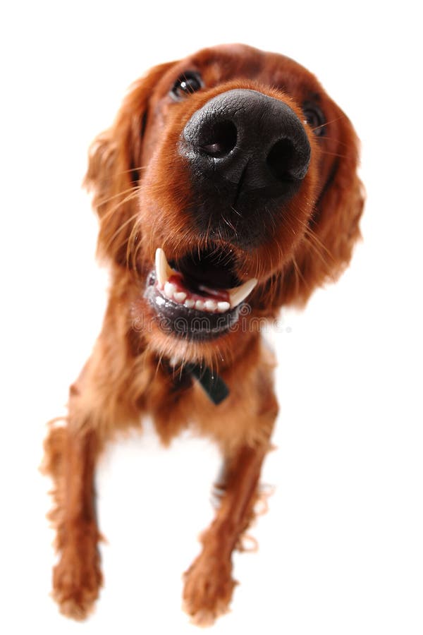 Irish Setter stock image. Image of studio, irish, staring - 27707107