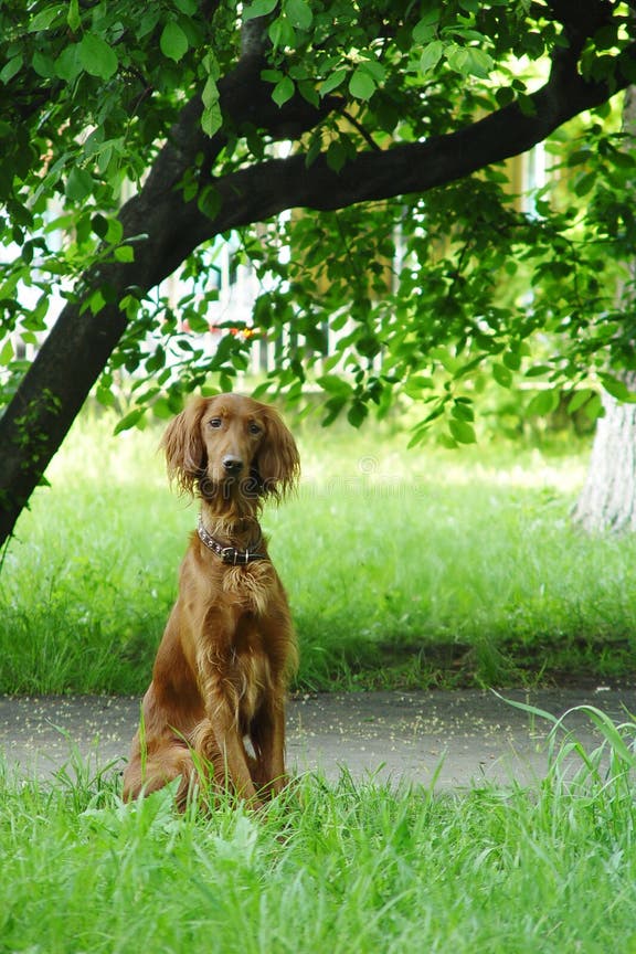 Irish setter stock photo. Image of purebred, typical, breed - 2797968