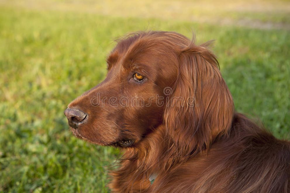 Setter Irlandés imagen de archivo. Imagen de purebred - 28065245