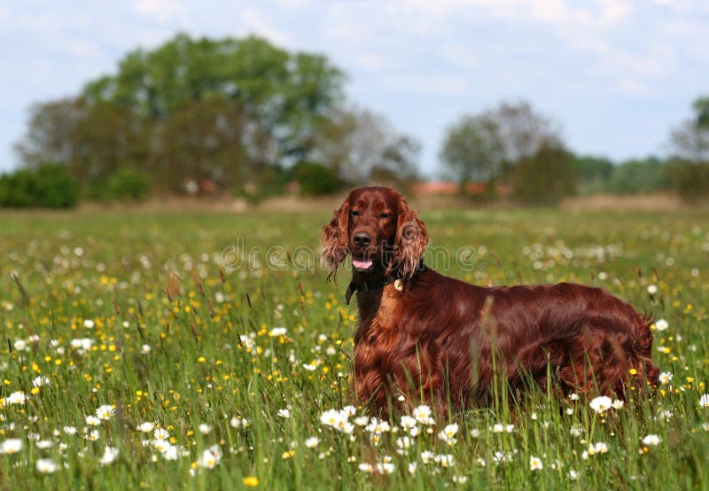 Irish Setter stock photo. Image of flowers, lovely, colour - 5105662