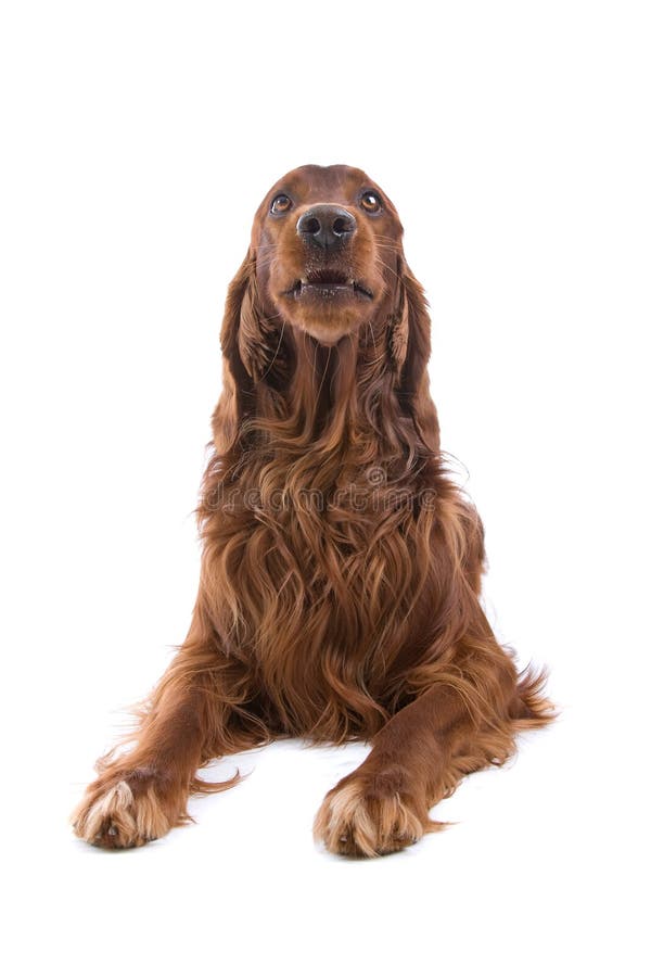 Irish Setter stock photo. Image of setter, sitting, adorable - 14127838