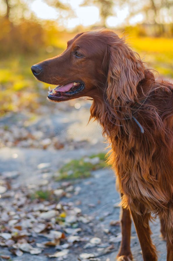 Irish setter. stock photo. Image of irish, lovely, dogs - 34236556