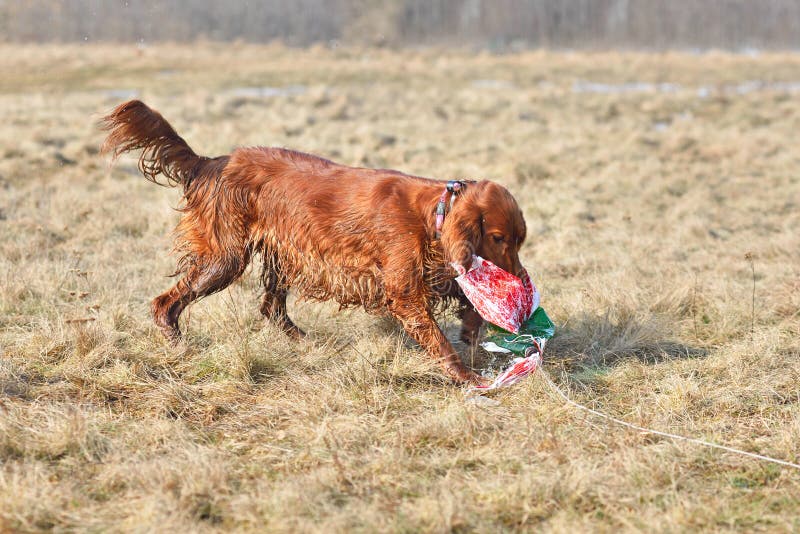 Irish Setter Catching a Bait Stock Image - Image of attack, play: 166415149