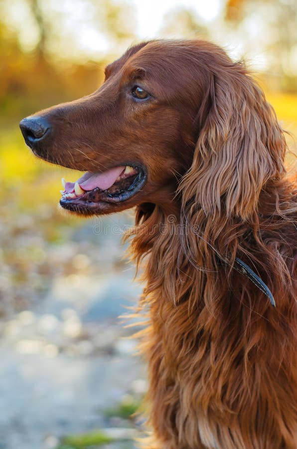 Irish setter. stock image. Image of hunting, shiny, purebred - 34236565