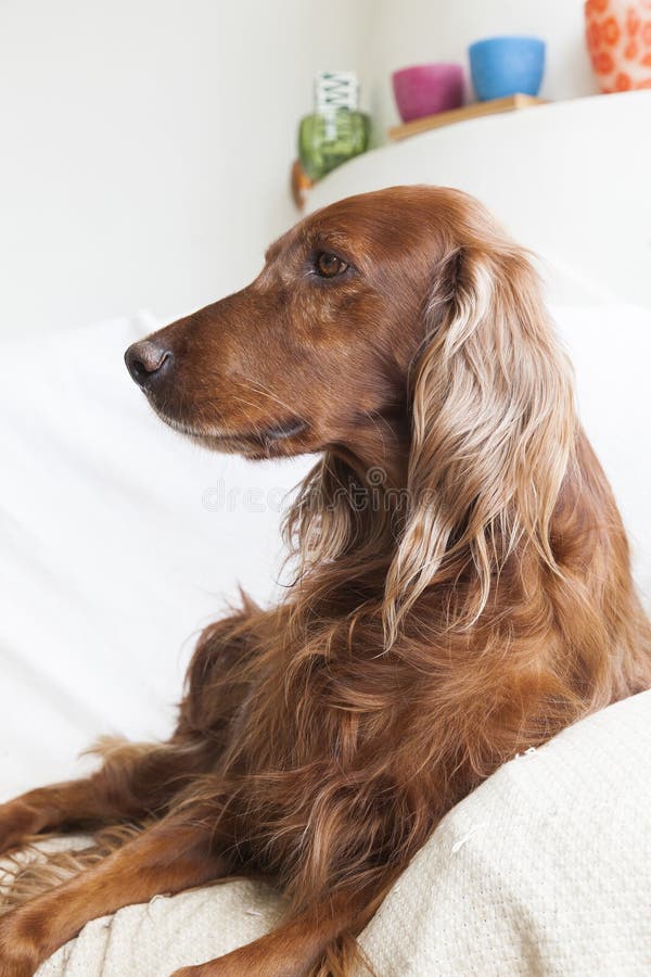 Irish Setter on a Couch Looking at Camera Stock Photo - Image of hair ...