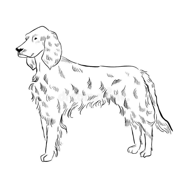 Irish Setter Dog Isolated on White Background Stock Vector ...