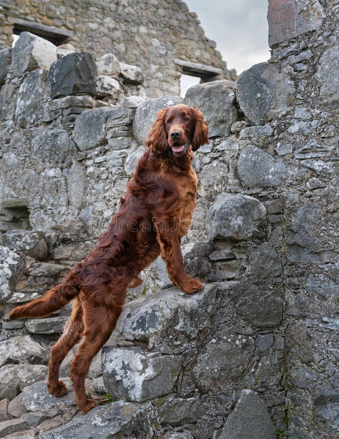 Irish Setter Dog Posing on Stone Ruins for a Portrait Stock Image ...