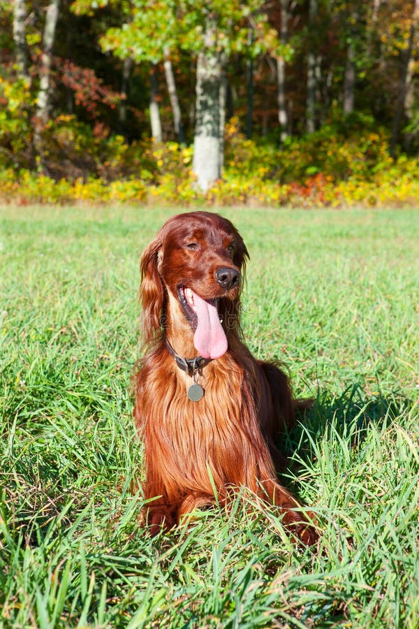 Irish Setter dog stock photo. Image of breed, resting - 48672812