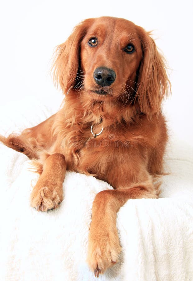 Irish Setter stock image. Image of white, setter, irish - 59141529