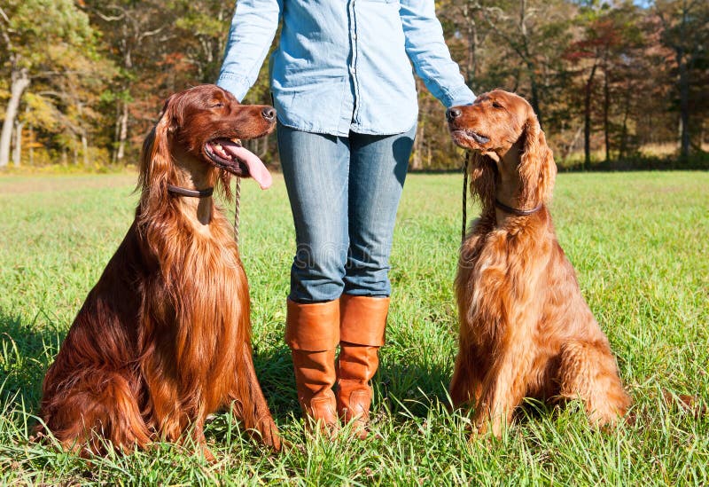 Irish Setter dogs stock image. Image of setter, irish - 48672397