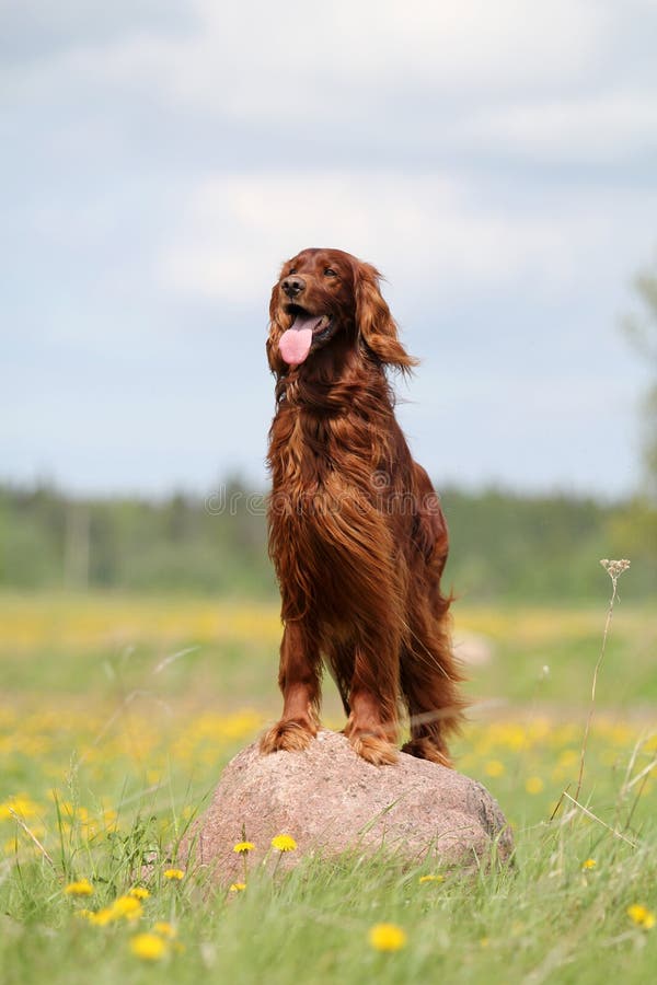 Irish setter dog stock image. Image of irish, face, comapnion - 6371491