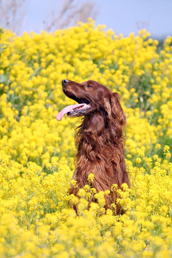 Irish setter in flowers stock image. Image of heat, animal - 22501181