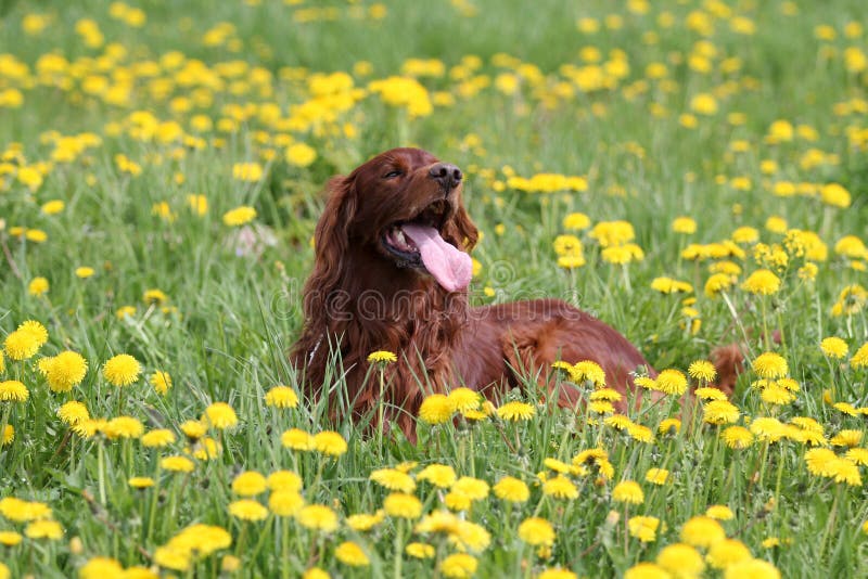 Irish Setters Wallpaper