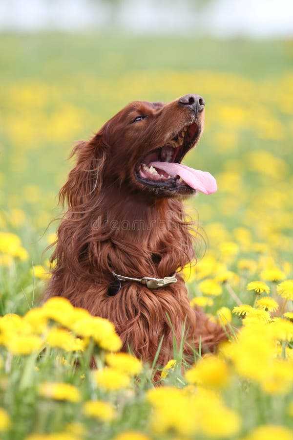 Irish setter in flowers stock image. Image of breed, animal - 22501203