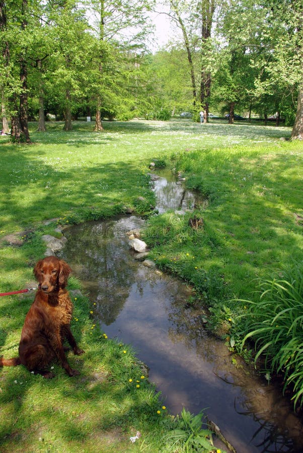 Irish Setter in the Green Park Near a Spring Stock Image - Image of ...