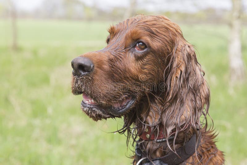 Irish setter head stock photo. Image of outside, pets - 30628268