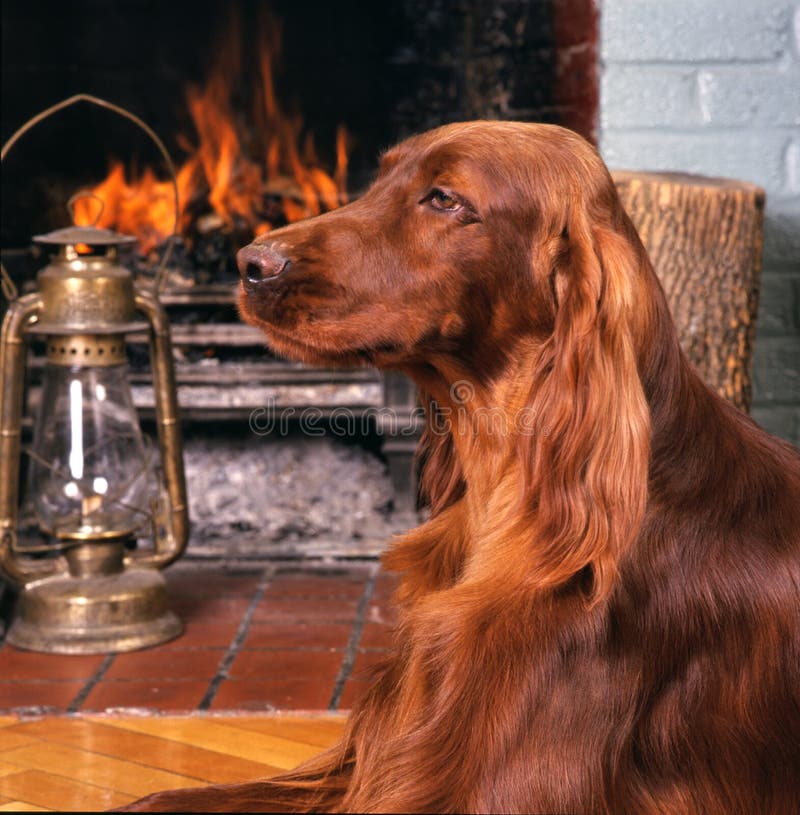 Irish setter headshot stock image. Image of nature, hunt - 31177305