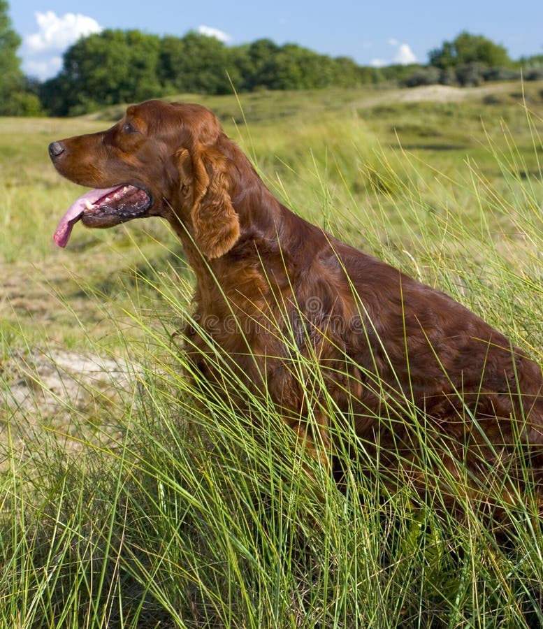Irish Setter in High Grass. Stock Photo - Image of high, outdoor: 18058904