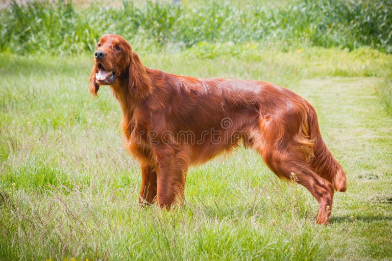 Irish Setter stock image. Image of nature, hunting, fang - 53962389