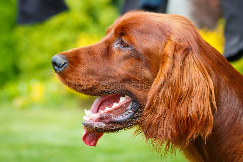 Irish Setter stock photo. Image of elegant, female, coat - 53961878