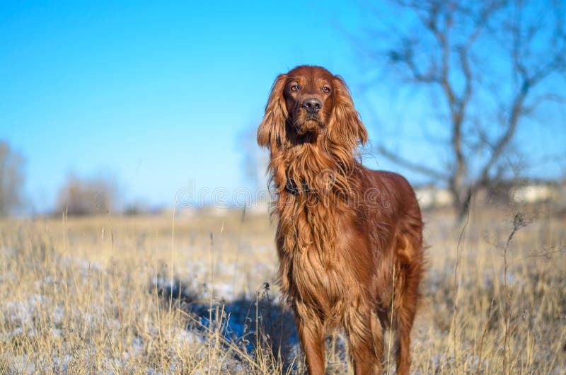 Irish setter outdoors. stock photo. Image of smelling - 37895938
