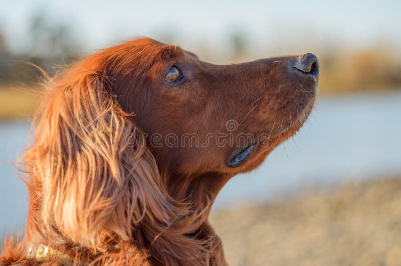 Irish setter. stock photo. Image of portrait, autumn - 34236572