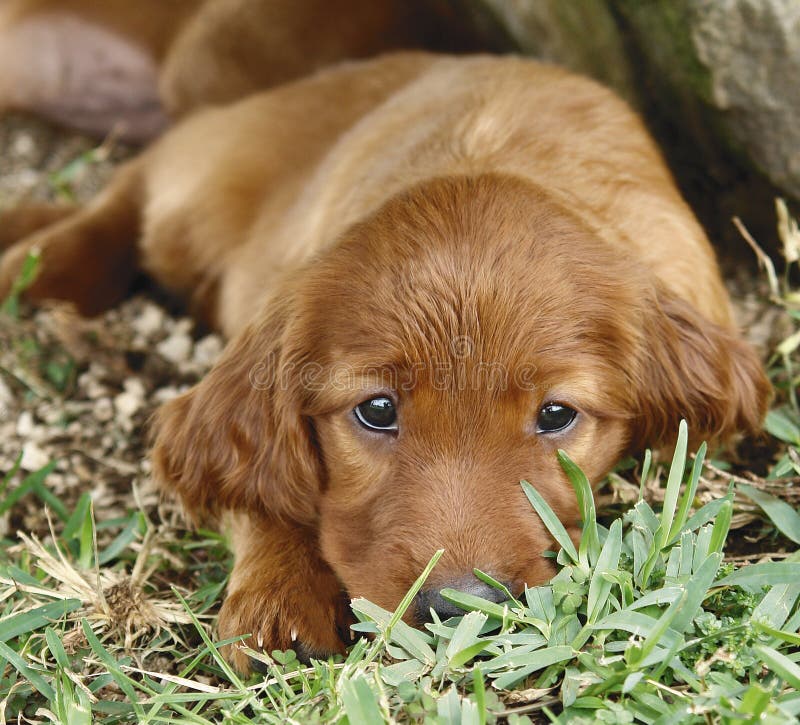 King Charles Cavalier Puppy Stock Image - Image of show, longhaired ...