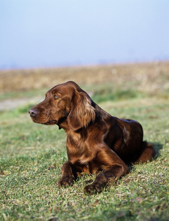 Irish Setter or Red Setter, Adult Laying on Grass Stock Photo - Image ...