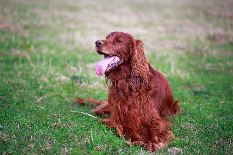 Irish setter stock image. Image of animal, irish, setter - 31393811