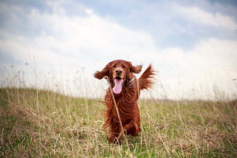 Irish setter stock image. Image of prairie, summer, animal - 31393987