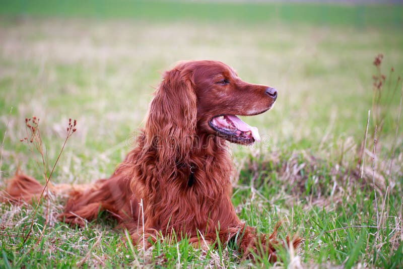 Irish setter stock image. Image of summer, animal, grass - 31394055
