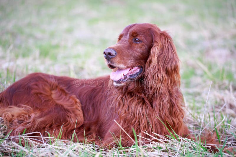 Red irish setter dog stock photo. Image of knitting, christmas - 28566392