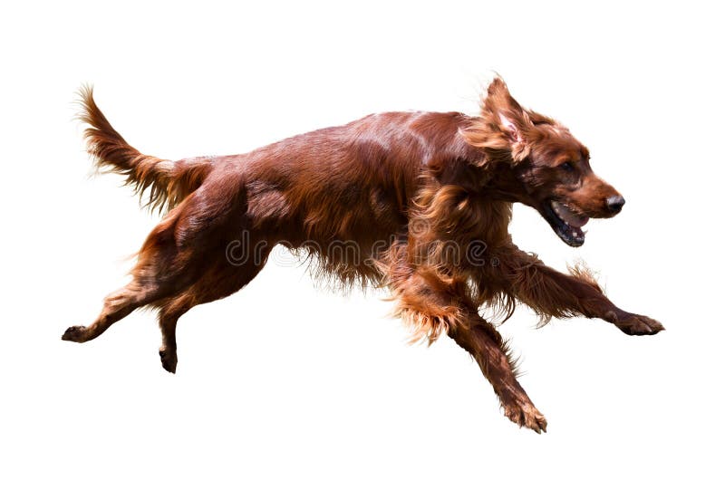 507 Run Setter Stock Photos - Free & Royalty-Free Stock Photos from ...