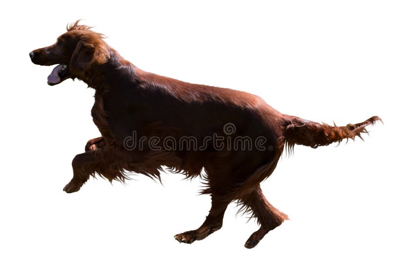 Setter running at park stock image. Image of running - 47524539