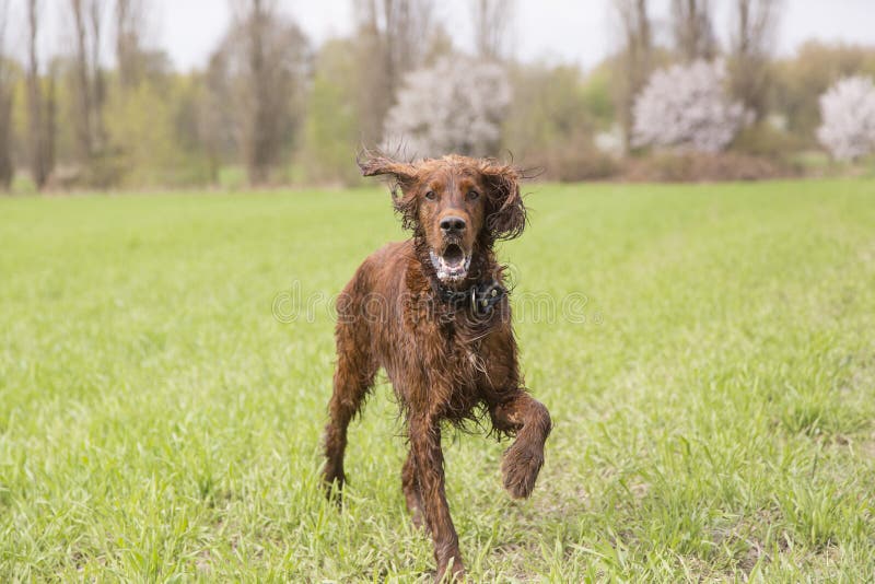 Irish setter running stock photo. Image of outdoor, brown - 30628312