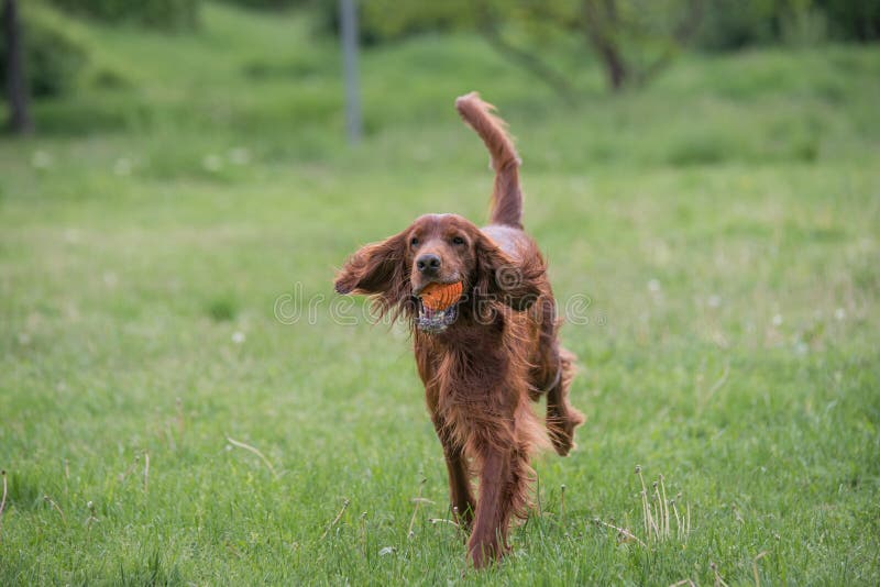 Irish Setter Runs Across the Field. Selective Focus Stock Image - Image ...