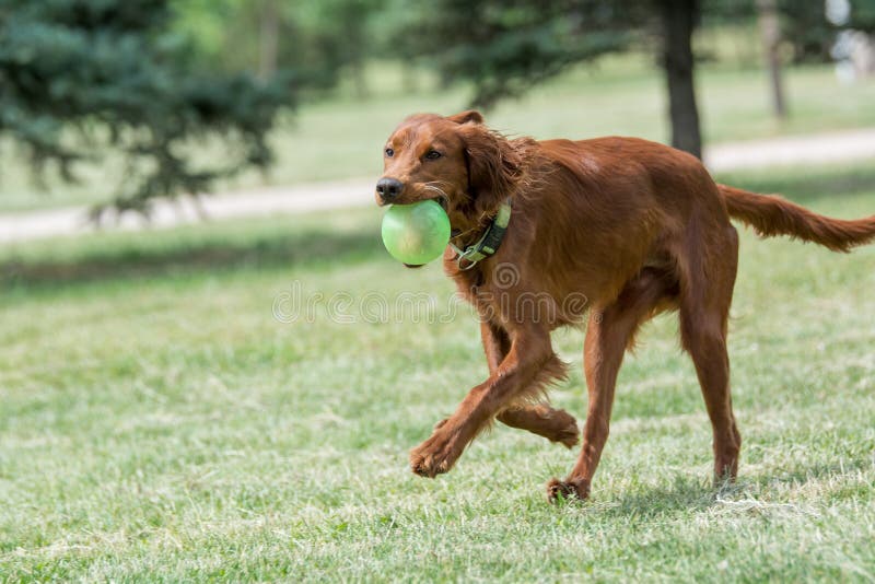 Irish Setter Runs Across the Field,selective Focus on the Dog Stock ...