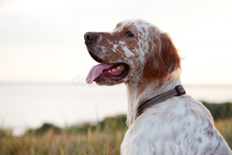 Irish setter stock image. Image of forest, portrait, field - 33221271