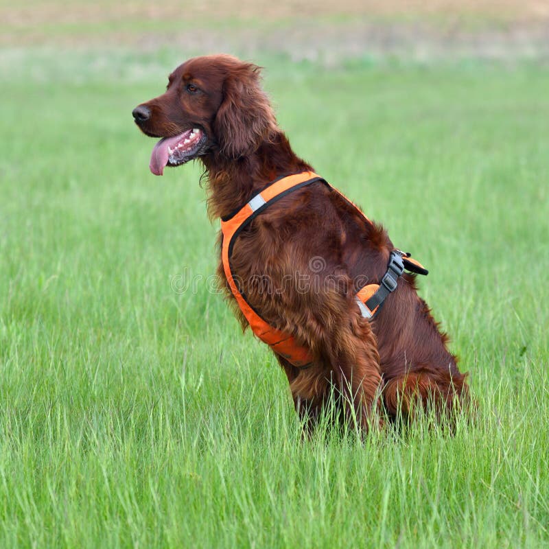 Irish setter stock photo. Image of happy, hunting, hound - 78999766