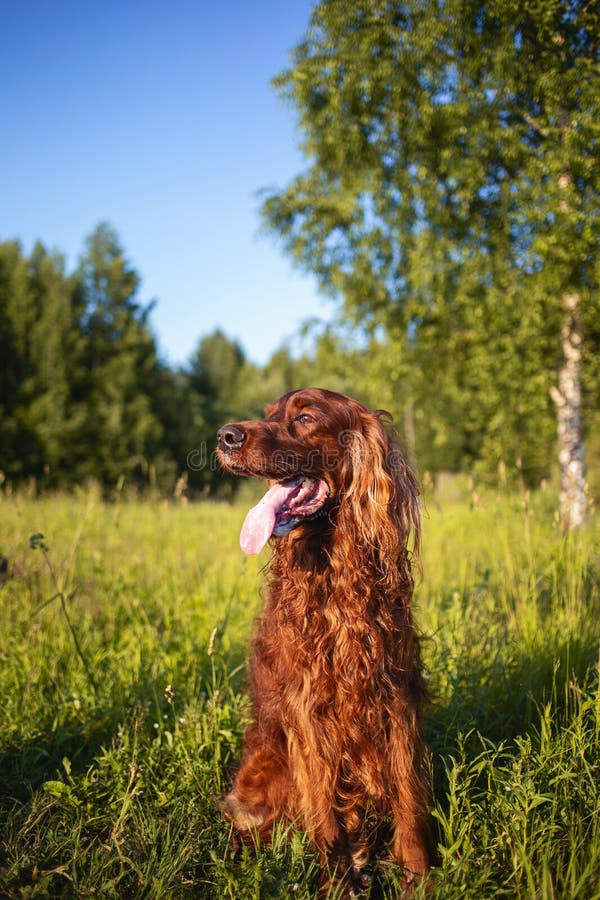 Irish Setter Standing on Green Grass Stock Photo - Image of park ...