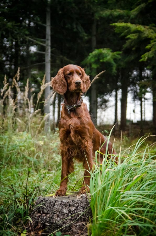 Irish Setter Dog Laying Down On Sand Stock Image - Image of down ...